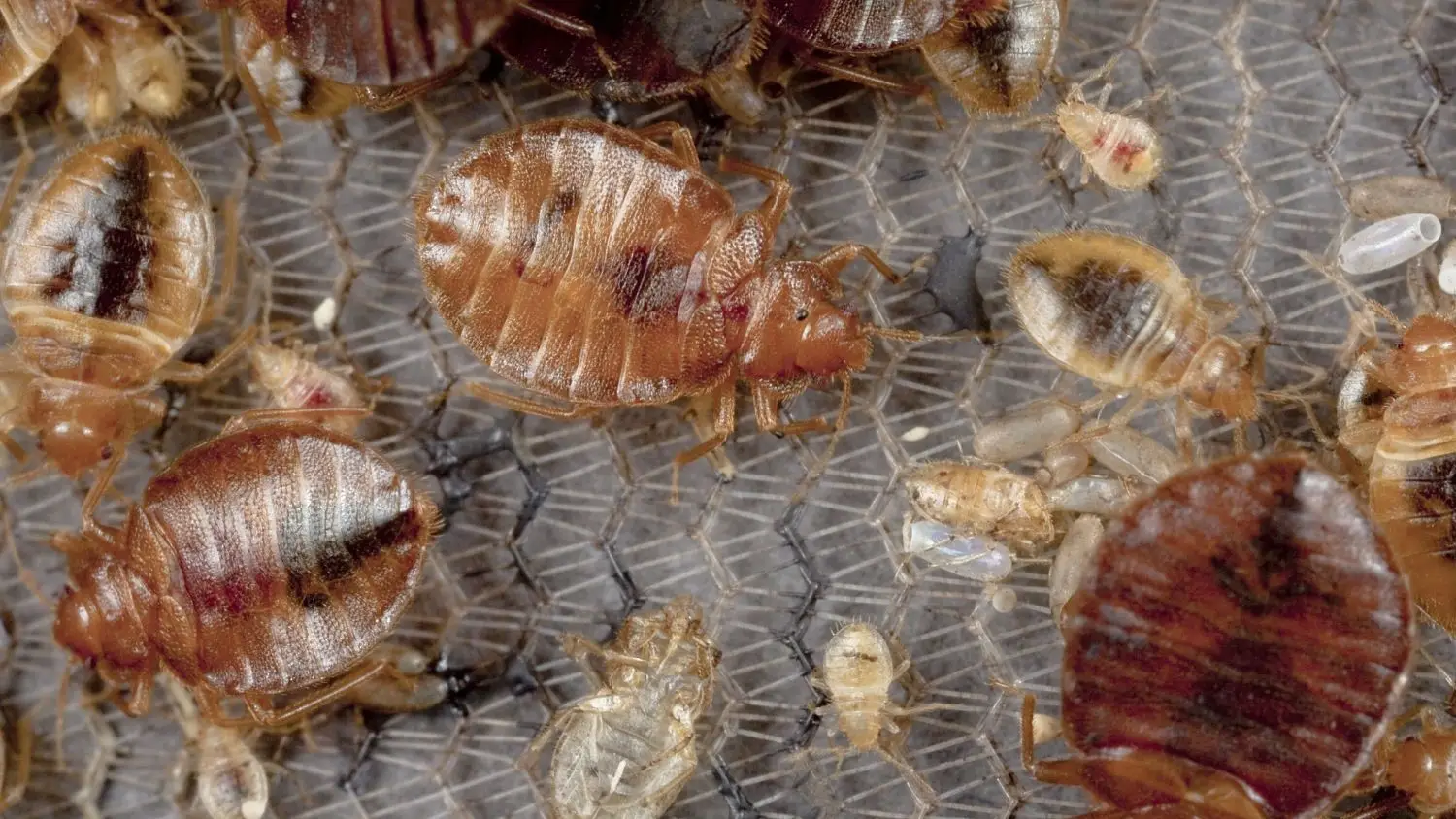 Abogados especializados en chinches de Colorado y bufete de abogados ...